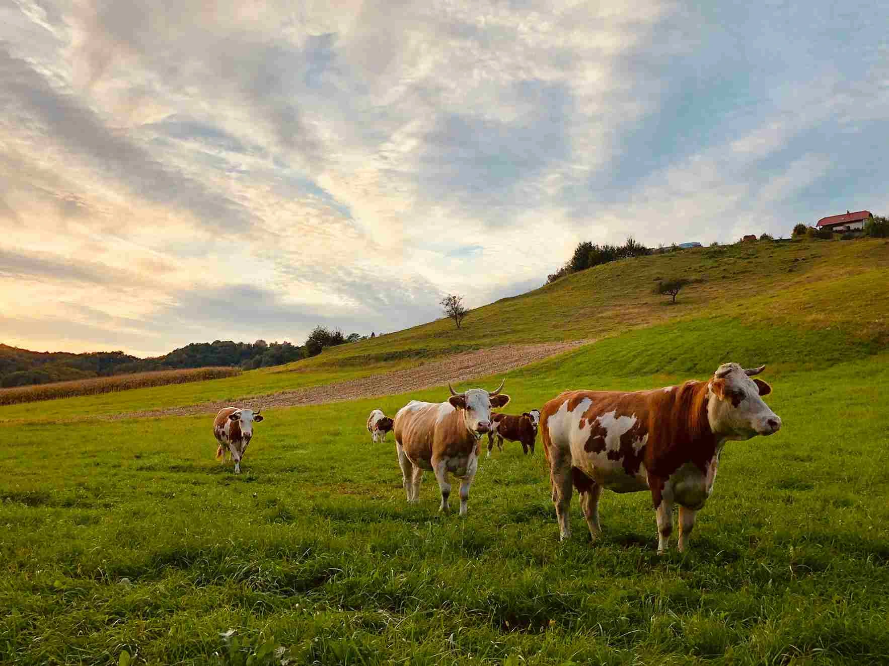 Livestock Shipping: Livestock Transport to and from the UK