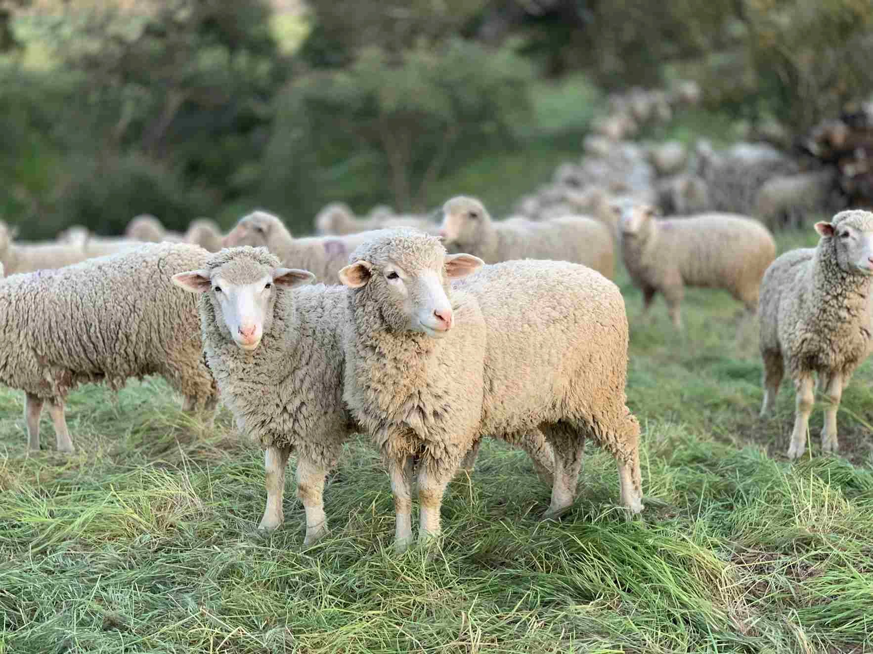 Livestock Shipping: Livestock Transport to and from the UK